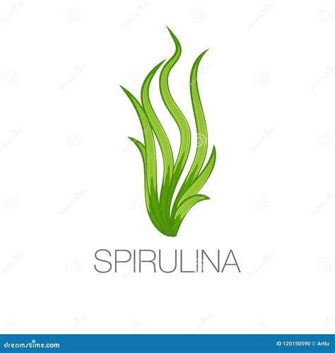Set Of Spirulina Algae Infographics Banner Arthrospira Seaweed Cartoon