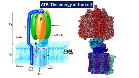 ATP DNA PARADOX Evolution Is A Myth