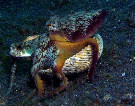 Octopi Gloria Freund