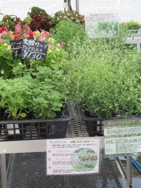 7月29日月はれ時々くもりJA直売所 Fuchiの徒然日記