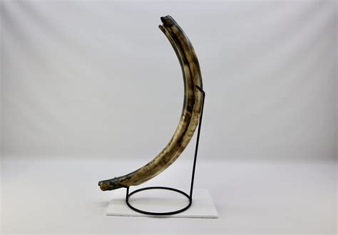 A Fantastic Half Tusk Of A Woolly Mammoth North Sea Fossils