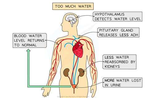 Adh Ocr Gcse Biology Revision Notes