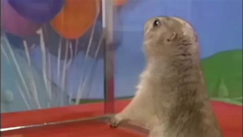 Dramatic Chipmunk 4 K Free Download Borrow And Streaming Internet