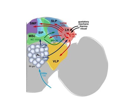 Olfactory Processing In The Lateral Horn Of Drosophila Max Planck