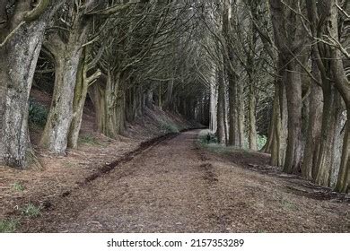 7 Hundred Path Between Large Trees Royalty Free Images Stock Photos Pictures Shutterstock