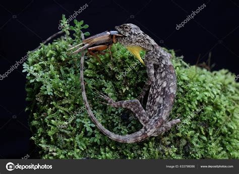 Reptile Indonesia Flying Draco