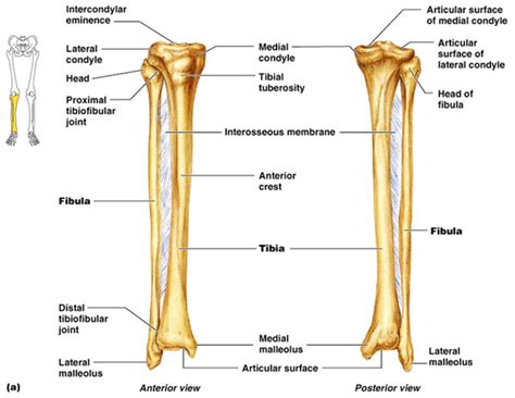 Tibia And Fibula Diagram Quizlet