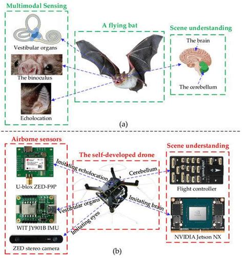 Biomimetics Mdpi On Linkedin Perceiving Like A Bat Hierarchical 3d