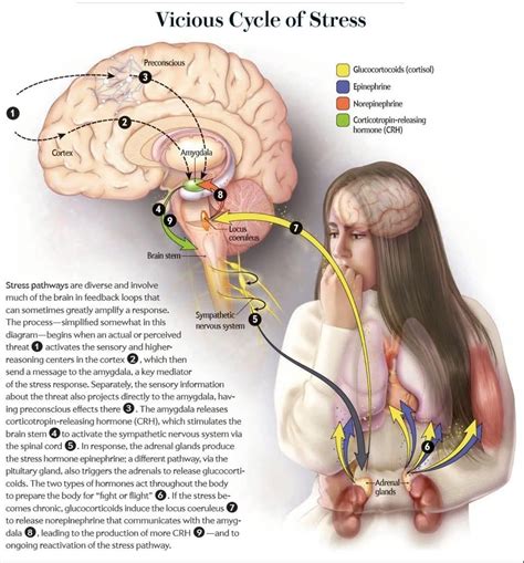 Best 12 Neuron Anatomy And Physiology In Urdu Neuron Structure And Function In Urdu Types