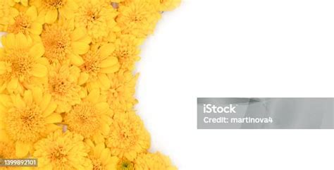 복사 공간이있는 흰색 배경에 반원 모양의 노란색 꽃의 색상 구성 평평한 누워 상단 전망 0명에 대한 스톡 사진 및 기타 이미지 0명 3월 가을 Istock