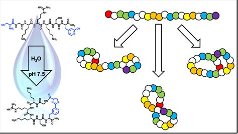 Biocompatible Synthesis Of Bicyclic Peptides Anu Research School Of Chemistry
