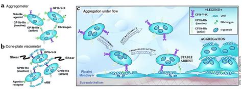Platelets Diagram