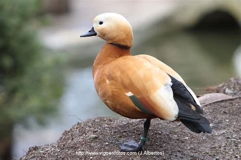 FOTOS DE PATOS. PATO CANELO - VIGO. GALICIA