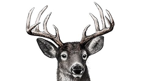 ყველაფერი ირმის რქების შესახებ