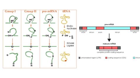Induced Mutation Definition Mechanism Examples Biology Notes Online