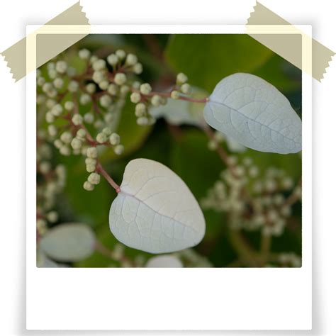 Hydrangea Vine ‘moonlight My Japanesque Garden