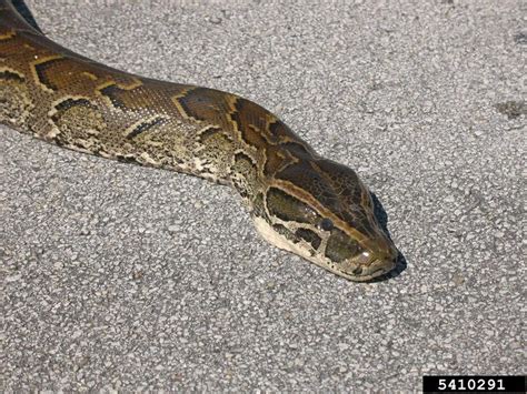 Pythons Genus Python