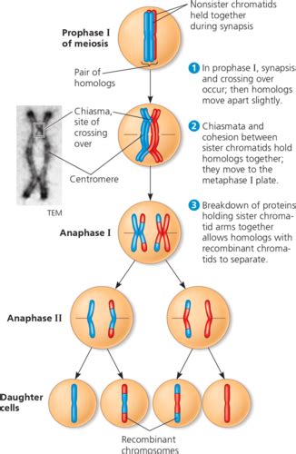 Biol Exam 3 Flashcards Quizlet