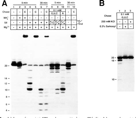 Figure 1 From The Rna Polymerase Ii Ternary Complex Cleaves The Nascent Transcri T In A 3 5