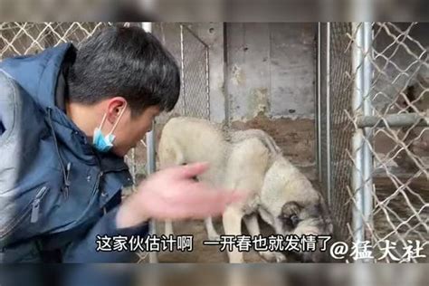 杀人犬诺基地狱犬坎高猛犬对战日期延迟听听小付怎么说 地狱犬 日期
