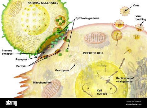 Natural Killer Nk Cell Attacking A Cell Infected By A Virus Upper Right Natural Killer