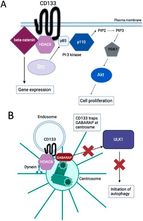 Molecular Regulation Of Autophagy And Asymmetric Cell Division By