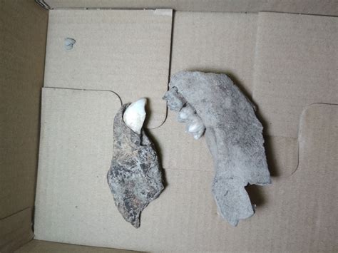 Pleistocene Fossils Fossil Id The Fossil Forum