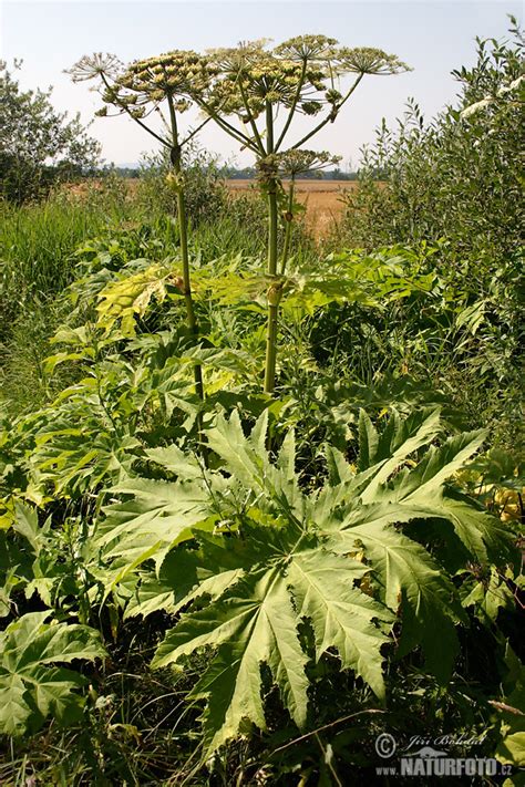 Heracleum Mantegazzianum Pictures Giant Hogweed Images Nature Wildlife Photos Naturephoto