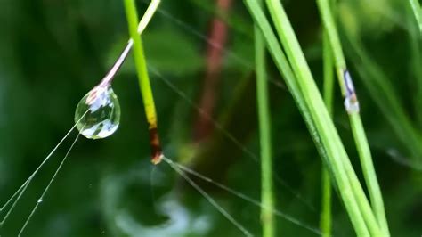 Wallpaper Grass Drop Macro Green Background Hd Picture Image