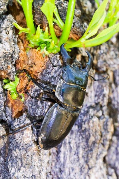 Premium Photo Close Up Of Insect On Tree Trunk