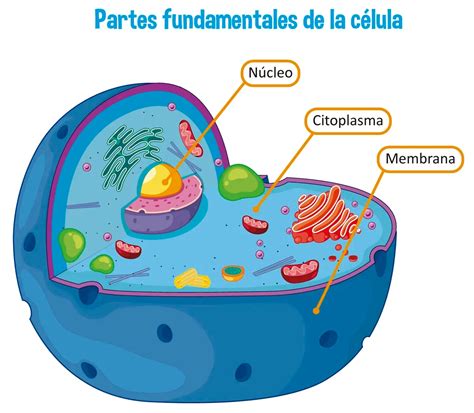 La CÉlula Sus Partes Y Funciones Mind Map