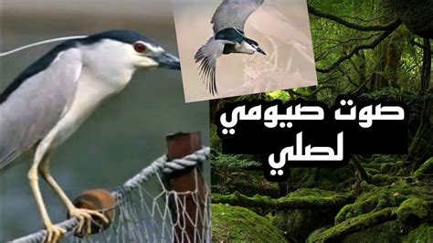 👈صوات طار صيومي🦩 لصلي 👉 Youtube