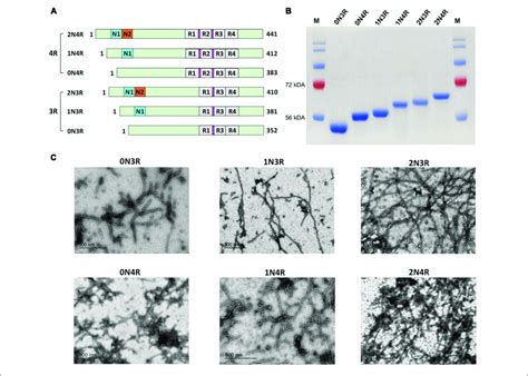 Human Tau Isoforms A Schematic Illustration Of The Alternative