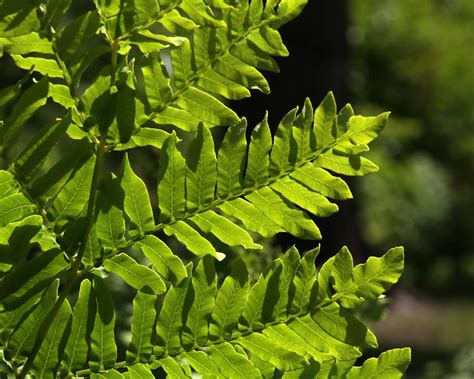 Royal Fern Plant Osmunda Regalis Royal Fern Degroot