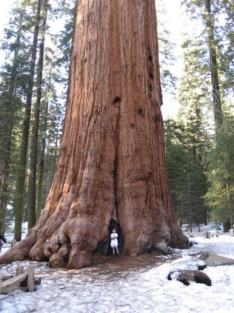 How Tall Is The Biggest Tree In The World At Jayden Nobbs Blog