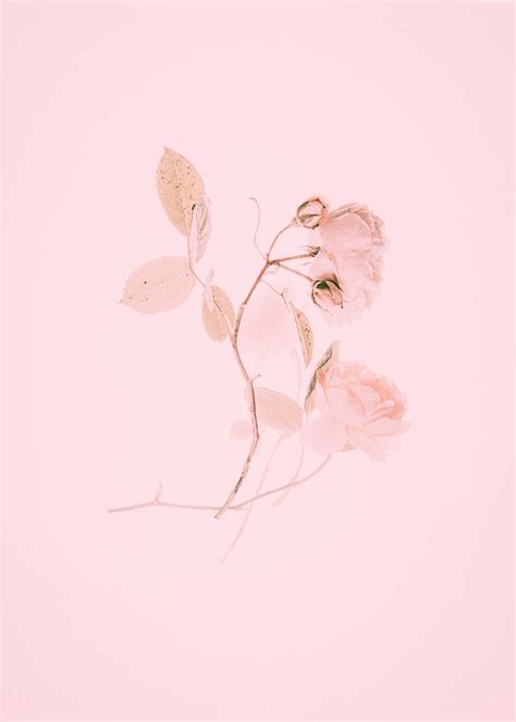100 Soft Pink Backgrounds