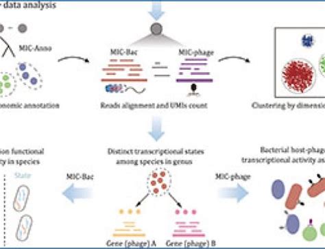 High Resolution Transcriptome Analysis With Long Read Rna Sequencing Rna Seq Blog