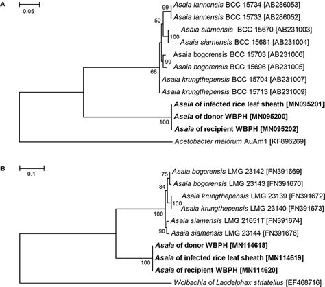 Frontiers Plant Mediated Horizontal Transmission Of Asaia Between