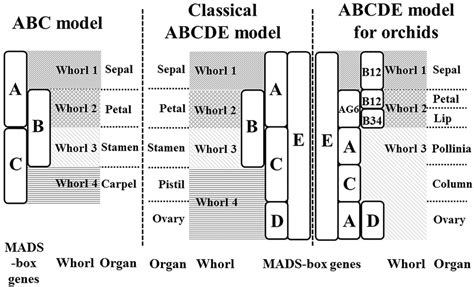 Abc And Abcde Models The Flowering Models Show The Mads Box Genes
