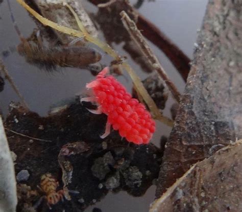 Thanks I Hate The Raspberry Spider R Tihi