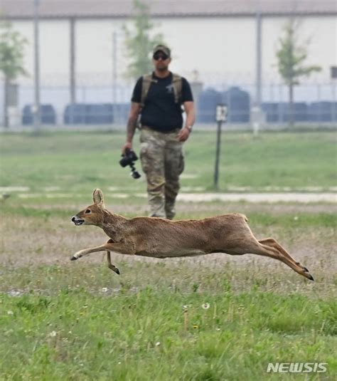 훈련장 뛰어가는 고라니 네이트 뉴스