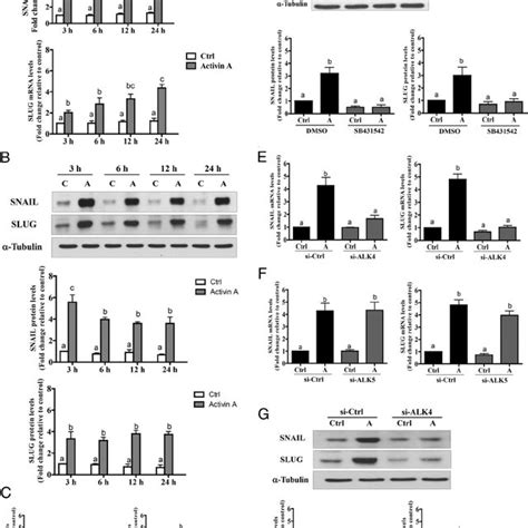 The Activin Receptor Complex Type Ii Activin Receptors Interact With Download Scientific