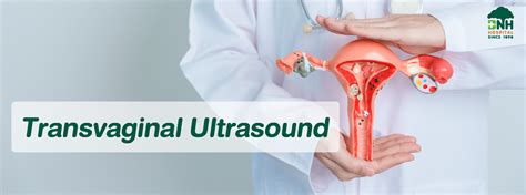 Transvaginal Ultrasound