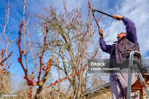 정원사는 가지를 자르고 양봉장에 가지 치기 가위를 가진 과일 나무를 가지치기하고 있습니다 봄에 대한 스톡 사진 및 기타 이미지 봄 자르기 과수원 Istock