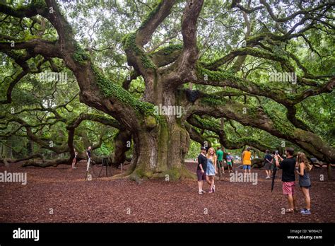 Johns Island Sc Usa August 3 2019 Visitors Pose In Front Of The Angel Oak Tree Estimated