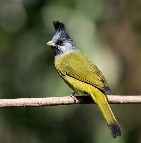 Crested And Proud 10 000 Birds