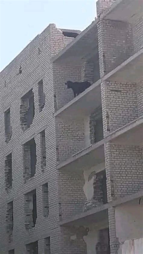 Том Амьдрал баялаг шүү Бодлогогүй зүйл битгий хийгээрэй Залуухан бяруу юм шиг харагдах юм😆