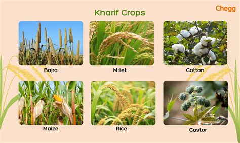 Vegetables Grown In Kharif Season At Isaac Perdriau Blog