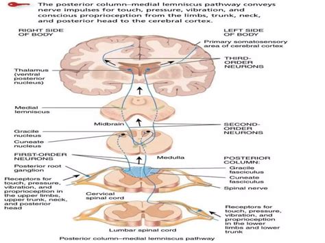 Functions And Ascending Tract Of Spinal Cord Pptx