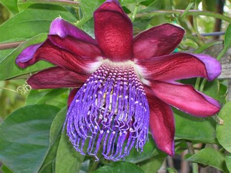 Passiflora Alata Winged Stem Passion Vine1 Richard Lyons Nursery Inc